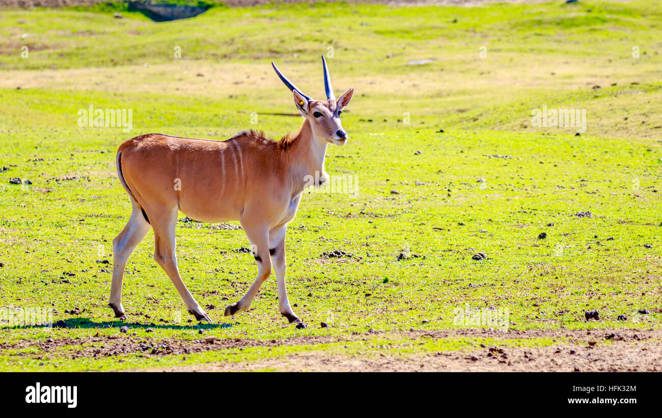A female common eland antelope walking across the grassland Stock Photo ...