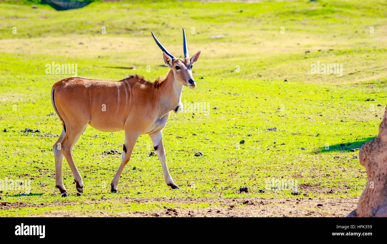 A female common eland antelope walking across the grassland Stock Photo ...