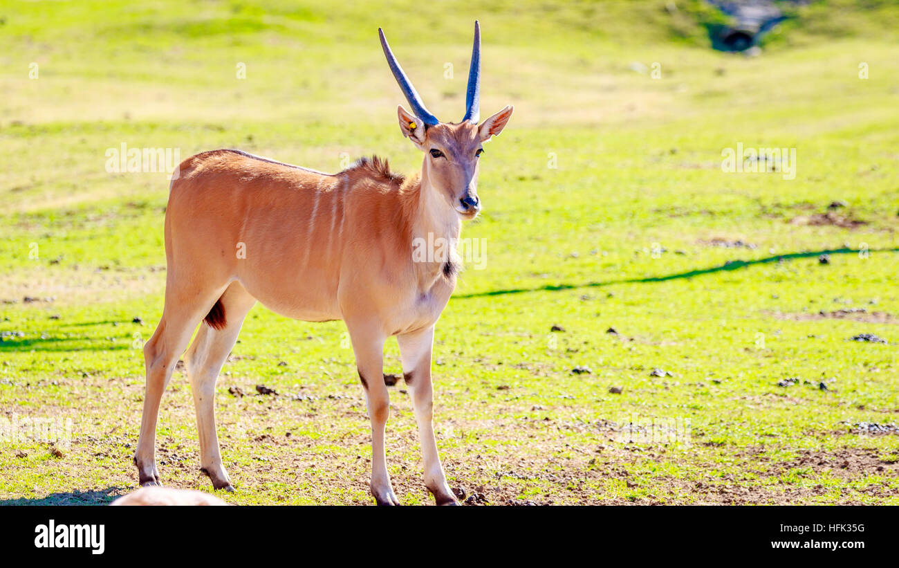 A female common eland antelope walking across the grassland Stock Photo ...