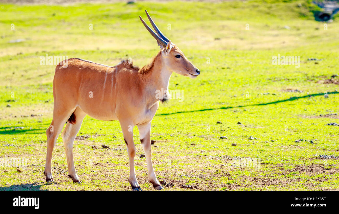 A female common eland antelope walking across the grassland Stock Photo ...