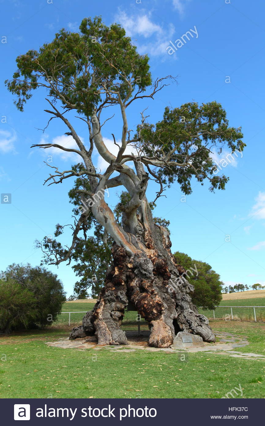 Herbig Tree High Resolution Stock Photography and Images - Alamy