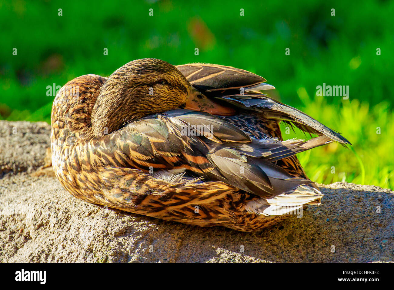 Hiding duck hi-res stock photography and images - Alamy