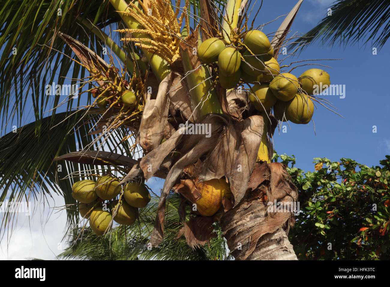 Coconut tree coconuts hi-res stock photography and images - Alamy