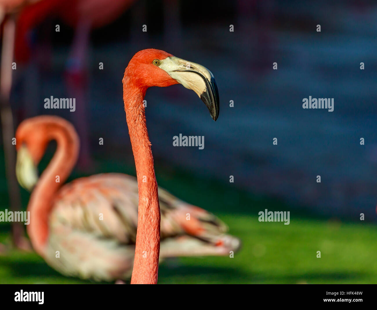 Seaworld flamingo hi-res stock photography and images - Alamy