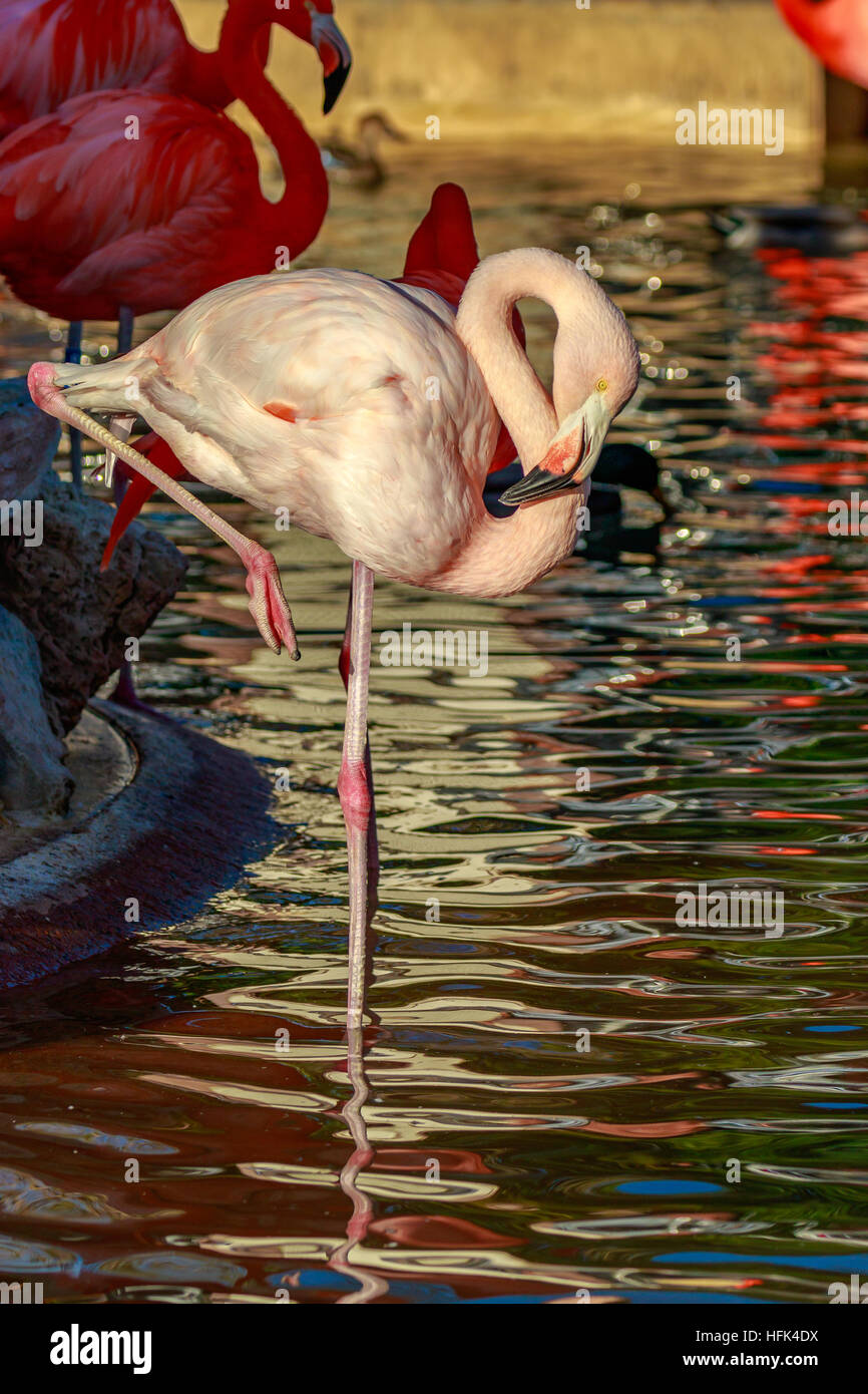 A pink flamingo wading in the water Stock Photo - Alamy