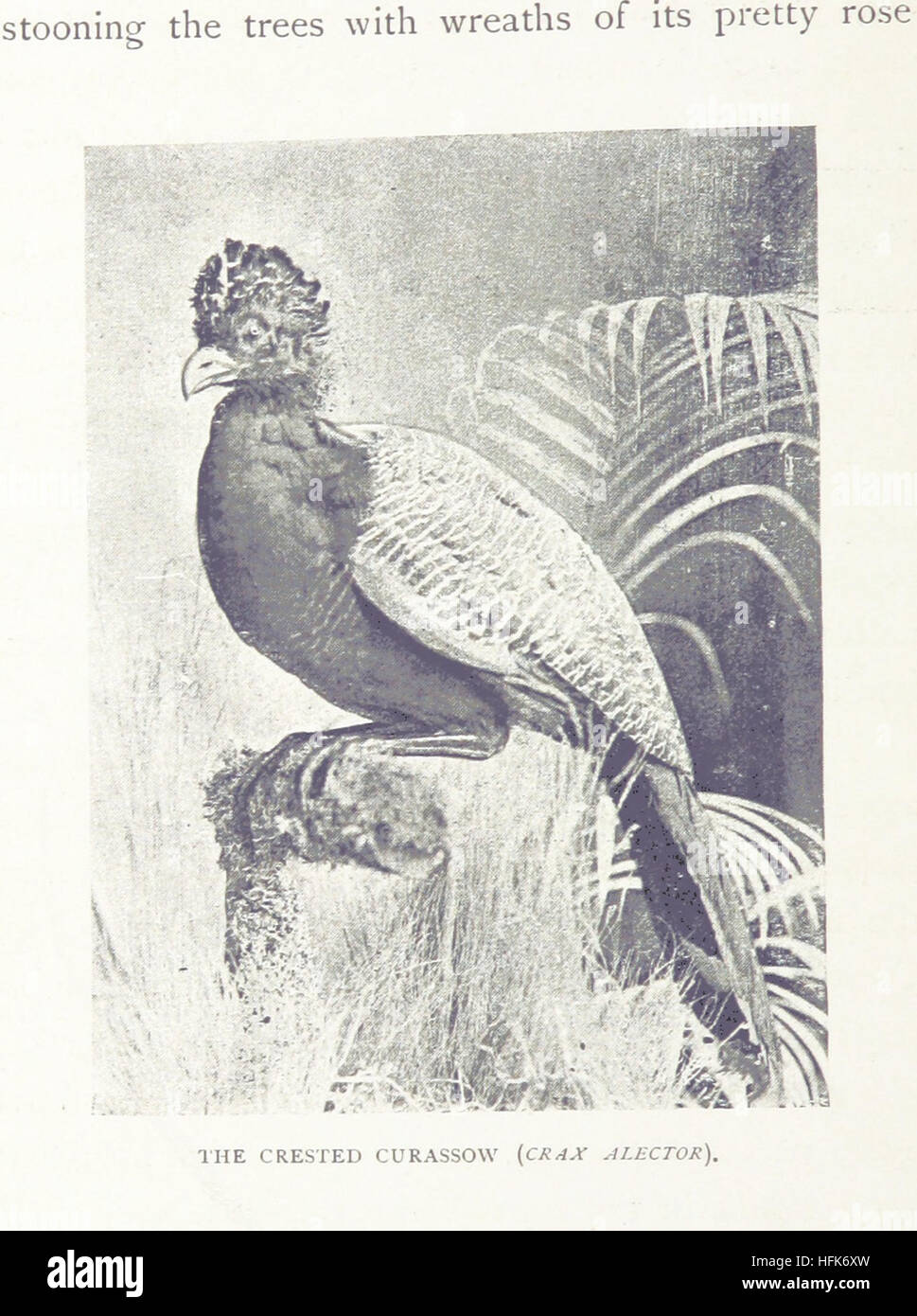 Illustration from page 258 of 'Travels and Adventures of an Orchid ...