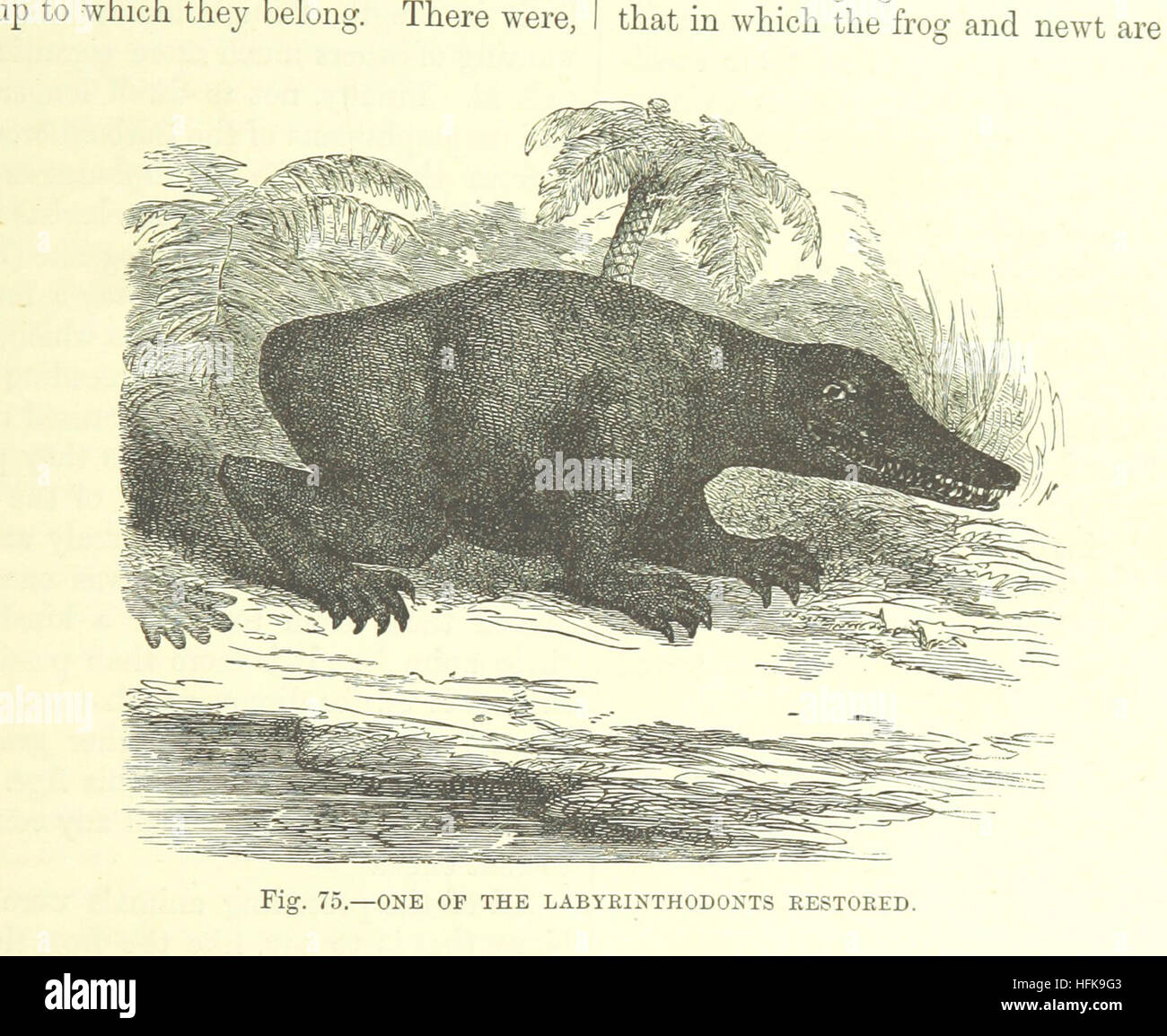 Map of lizard point hi-res stock photography and images - Alamy