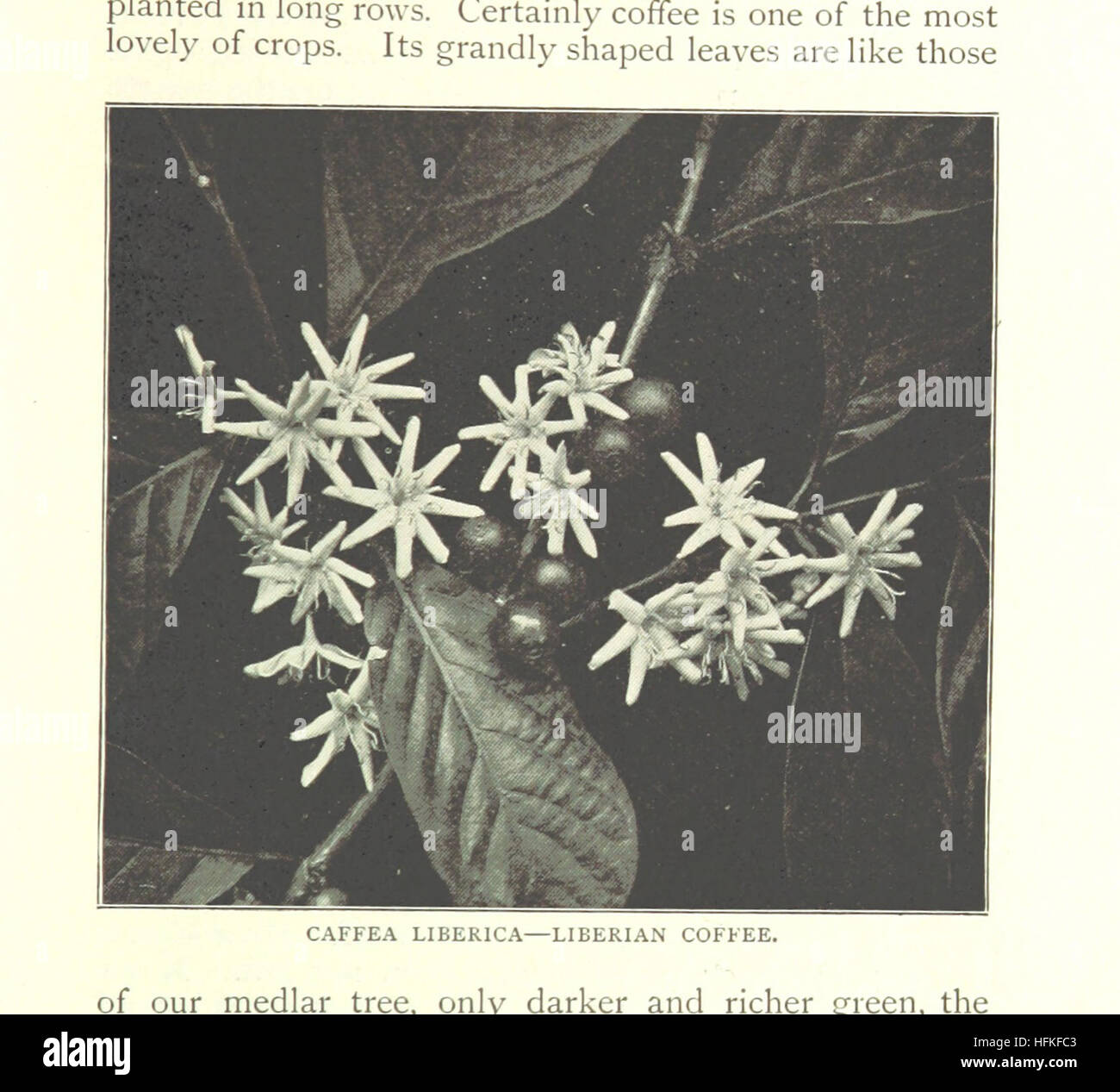 This image is taken from page 127 of 'Travels in West Africa' by Mary ...