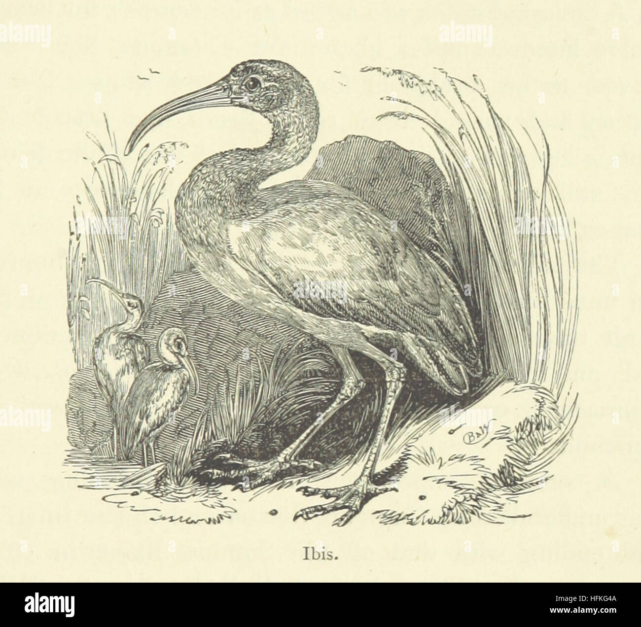 An illustrated account of African wildlife and adventures, offering a ...
