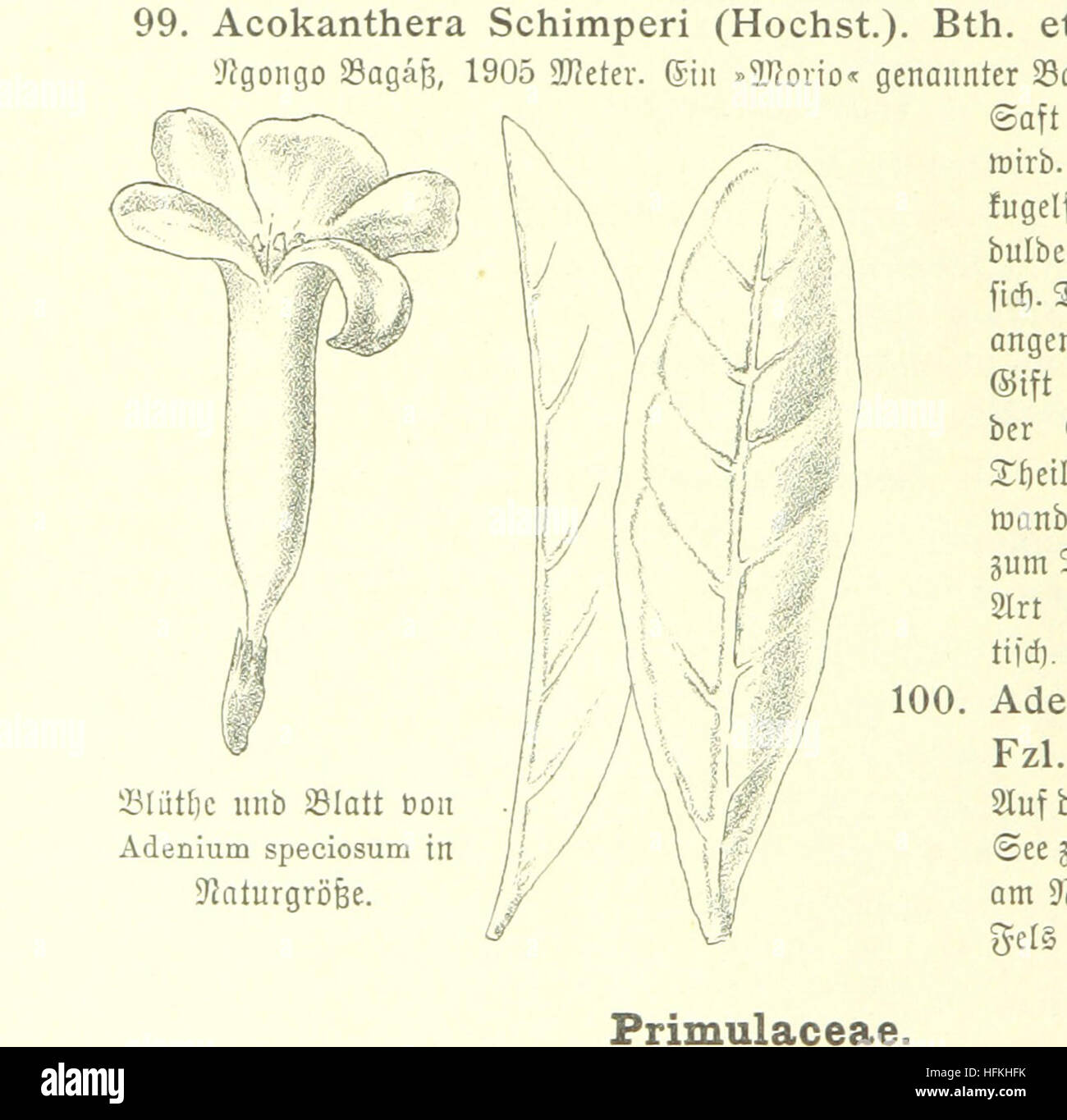 Image from page 892 of Zum Rudolph-See und Stephanie-See, documenting ...