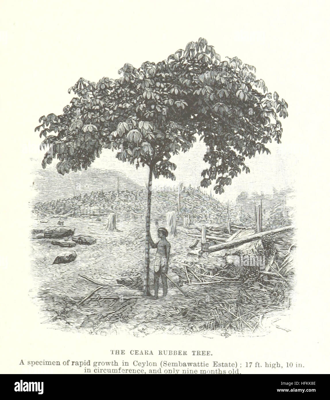 An image from 'Ceylon in 1883', showcasing the landscape, culture, and ...