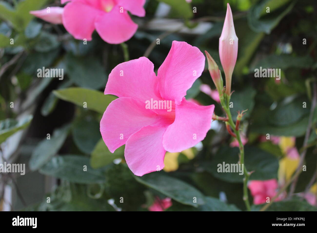 Hot fuchsia hi-res stock photography and images - Alamy