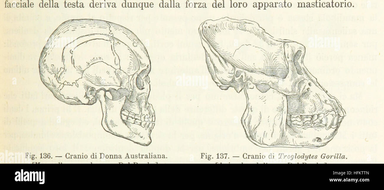 Image from page 273 of 'Antropologia generale', continuing the lessons ...