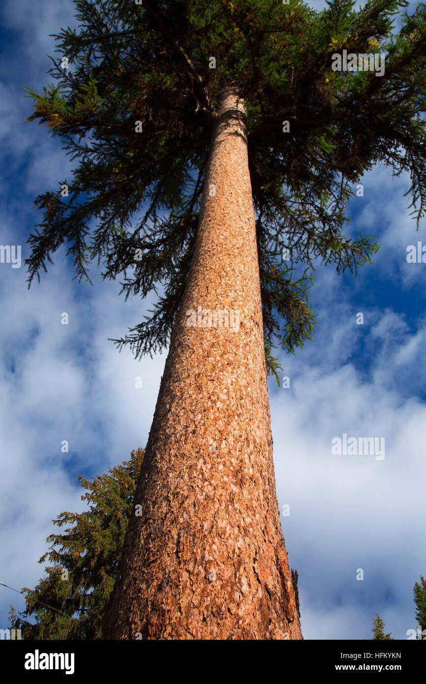 Koch Tree (larch), Savenac Historic Tree Nursery, Lolo National Forest ...