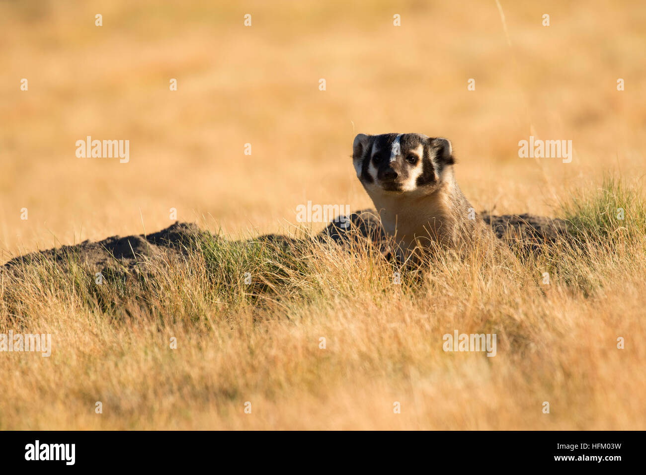 Rock_badger hi-res stock photography and images - Alamy