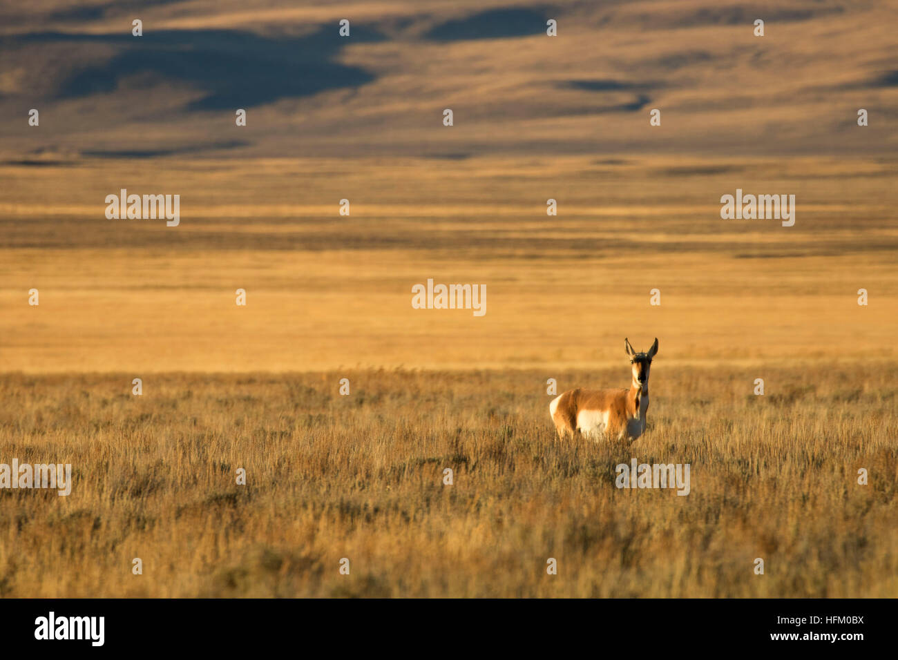 Pronghorn antelope in Centennial Valley, Red Rock Lakes National Wildlife Refuge, Montana Stock ...