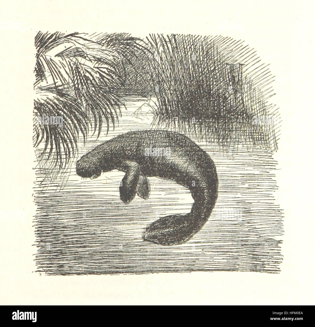 A chronicle of outdoor adventures in the Everglades, detailing hunting ...