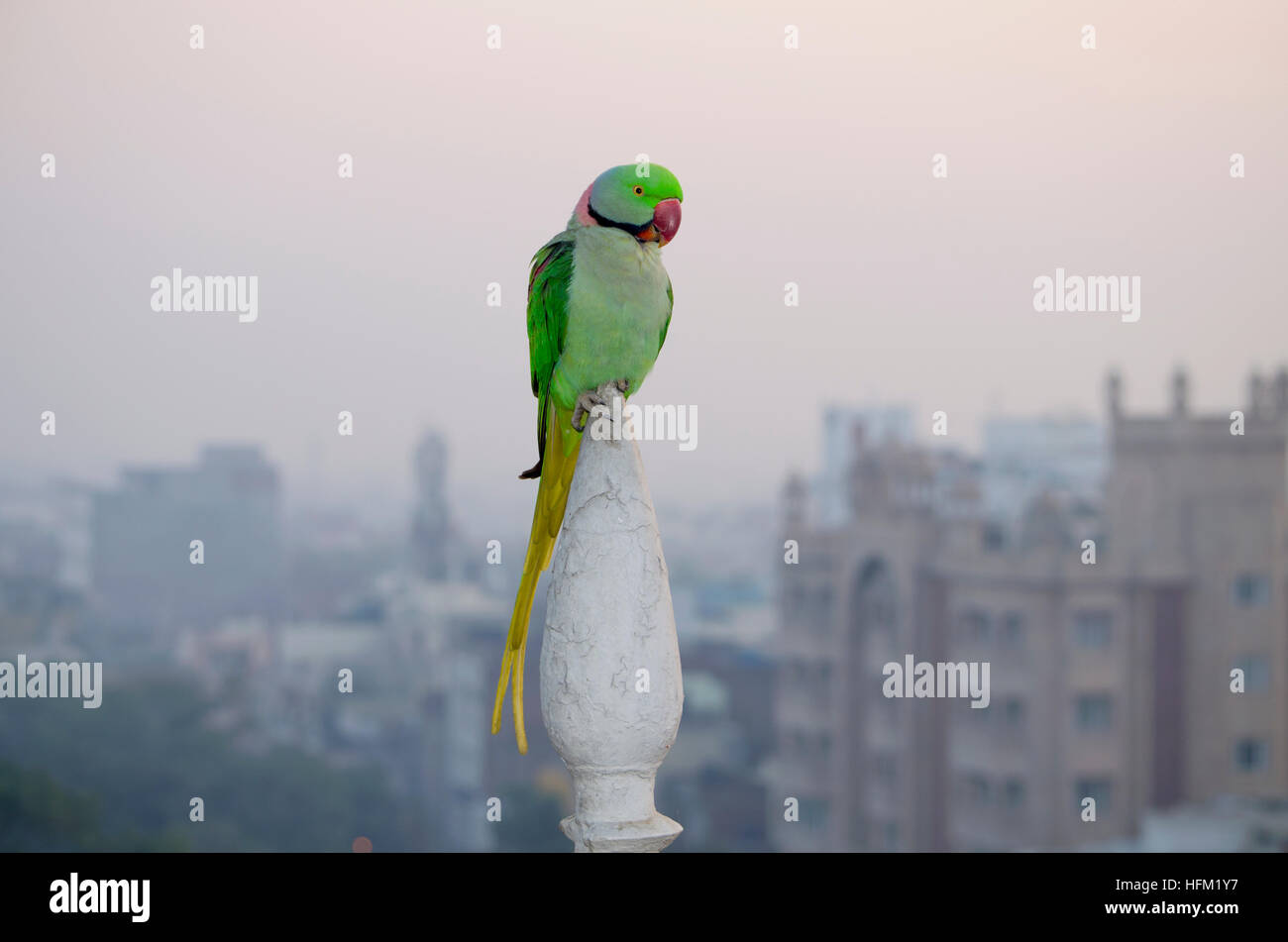 The Indian parrot annulate sits on a building spike,a bird, a spike ...