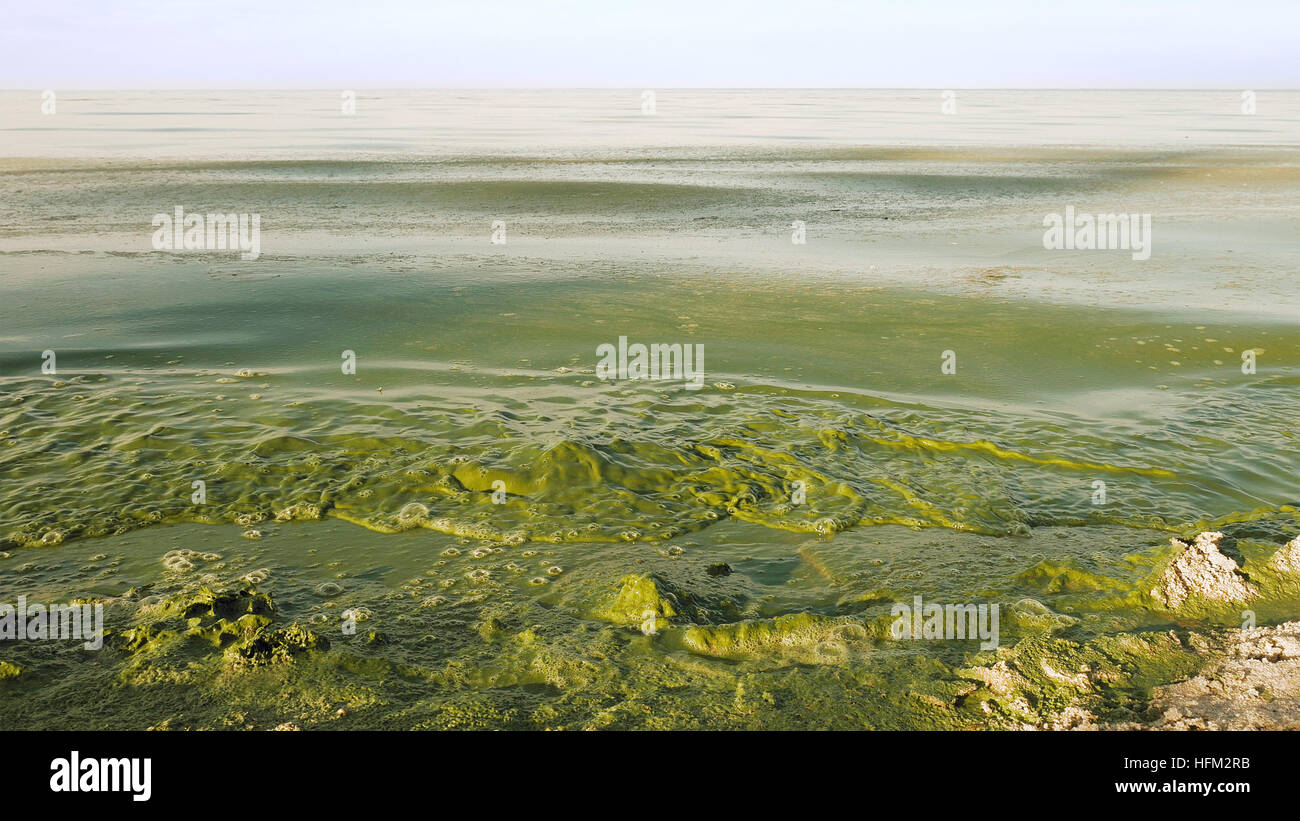 Algal bloom polluted water green color in lake Stock Photo - Alamy
