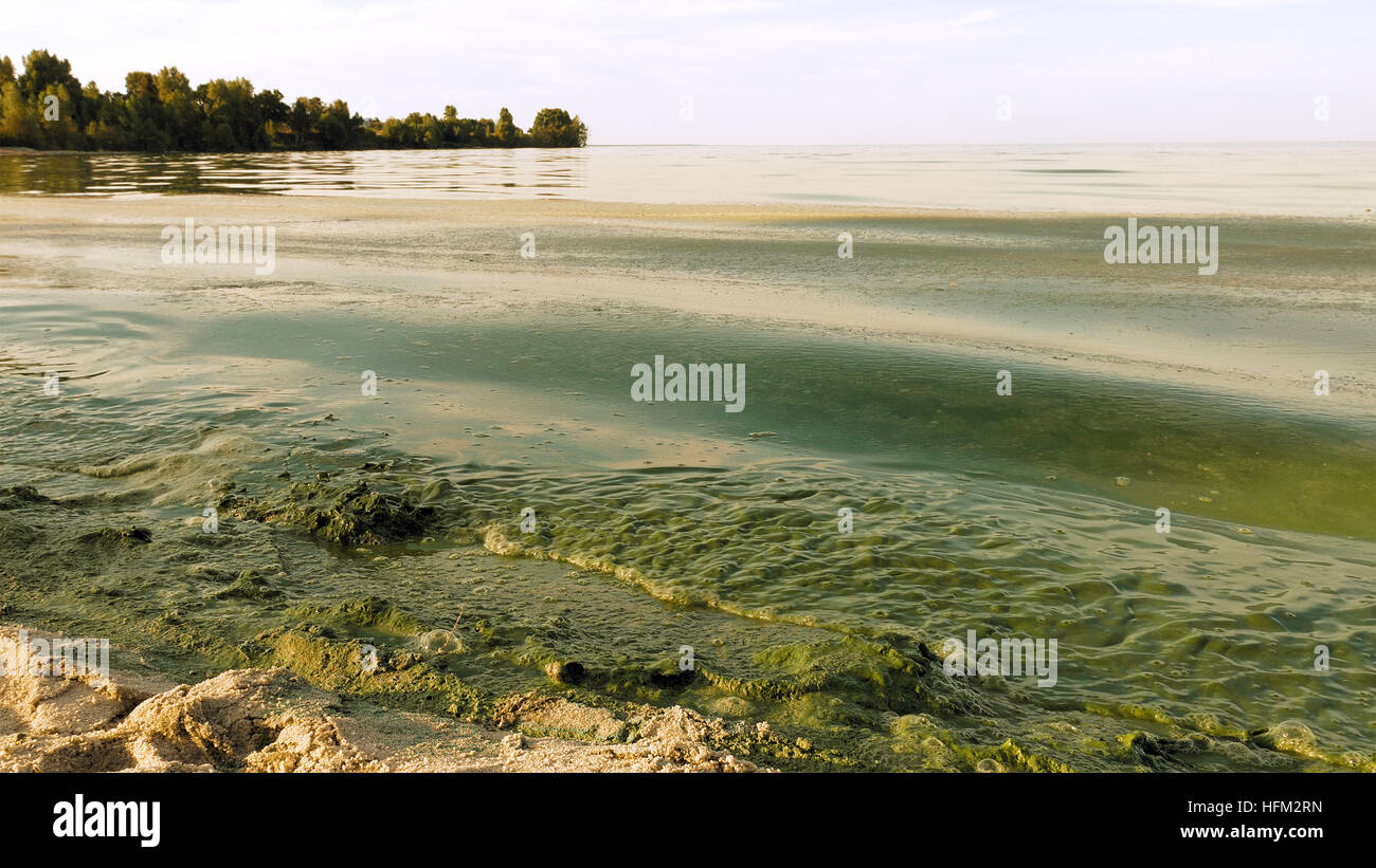 Algal bloom polluted water green color in lake Stock Photo - Alamy