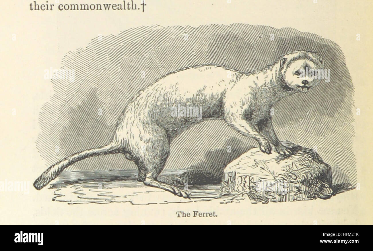 Bible Lands, their modern customs and manners illustrative of Scripture ...