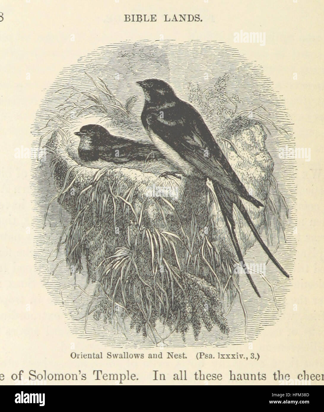 Bible Lands, their modern customs and manners illustrative of Scripture ...