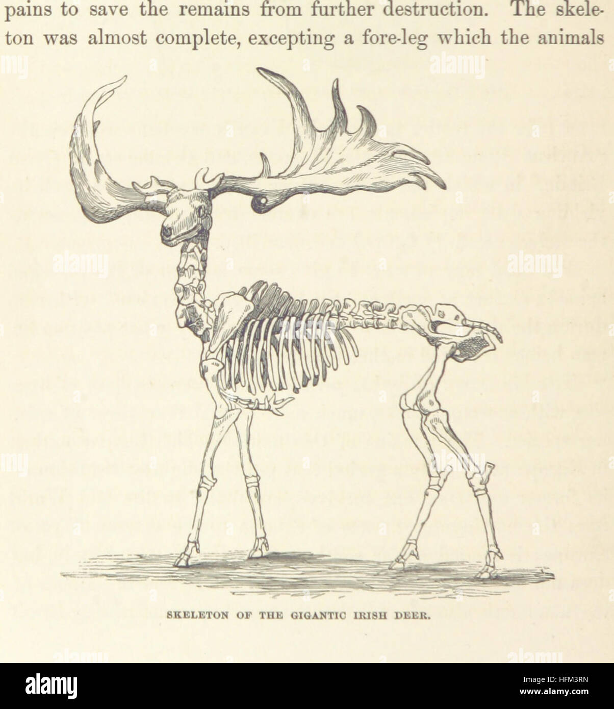 Early Man Drawing High Resolution Stock Photography and Images - Alamy