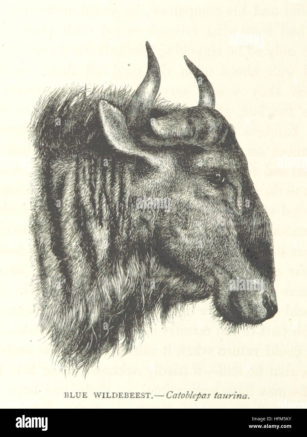 This image from page 308 of 'Matabele Land and the Victoria Falls ...