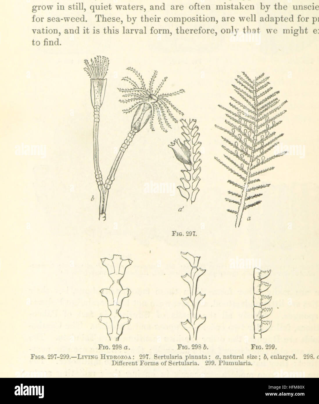 This image from page 318 of 'Elements of Geology' illustrates key ...