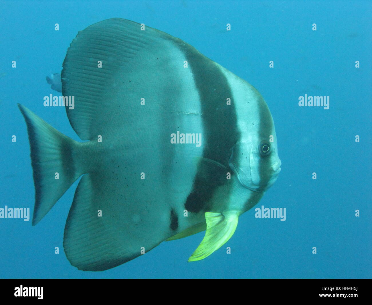 Black batfish hi-res stock photography and images - Alamy