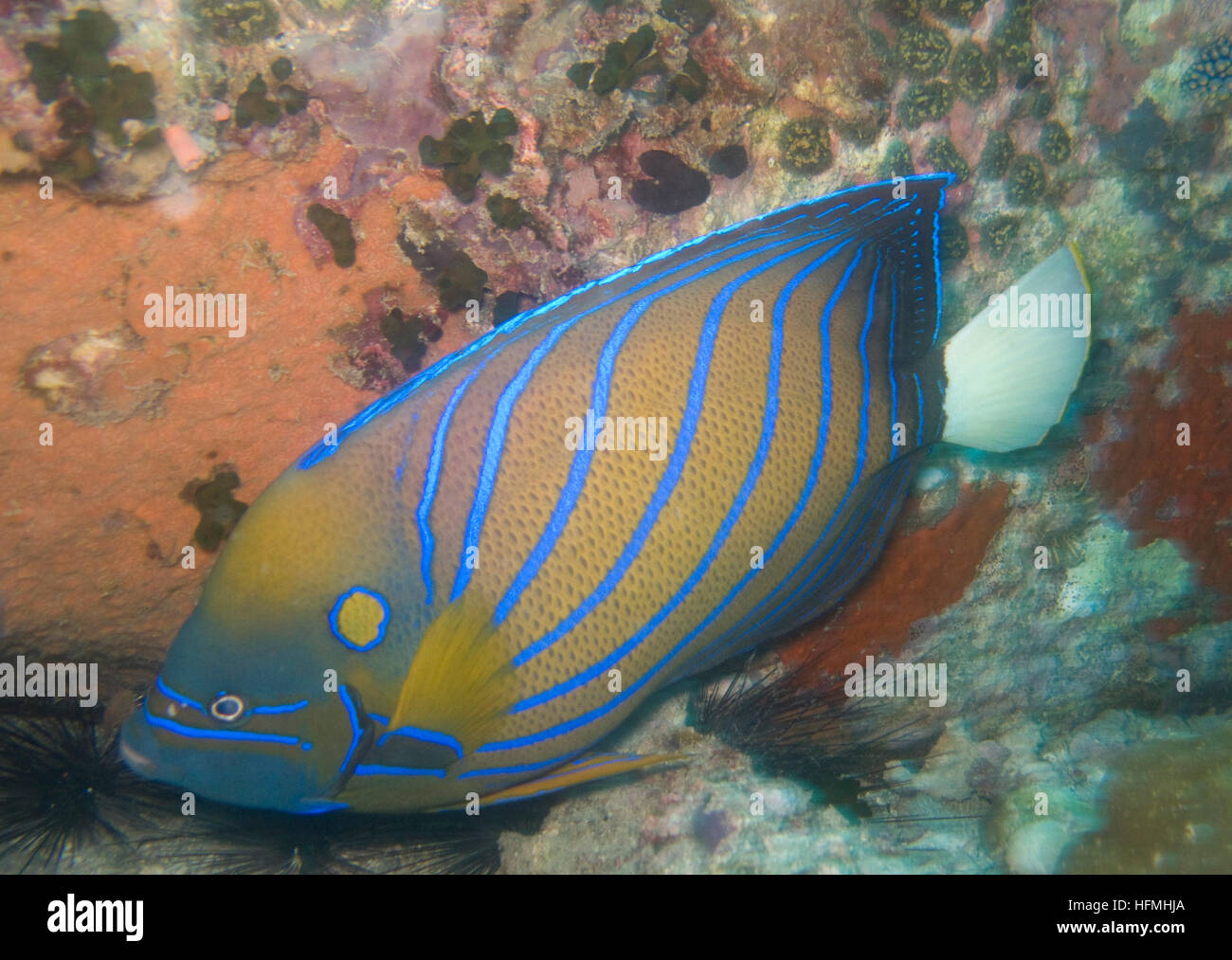 Blueline angelfish hi-res stock photography and images - Alamy