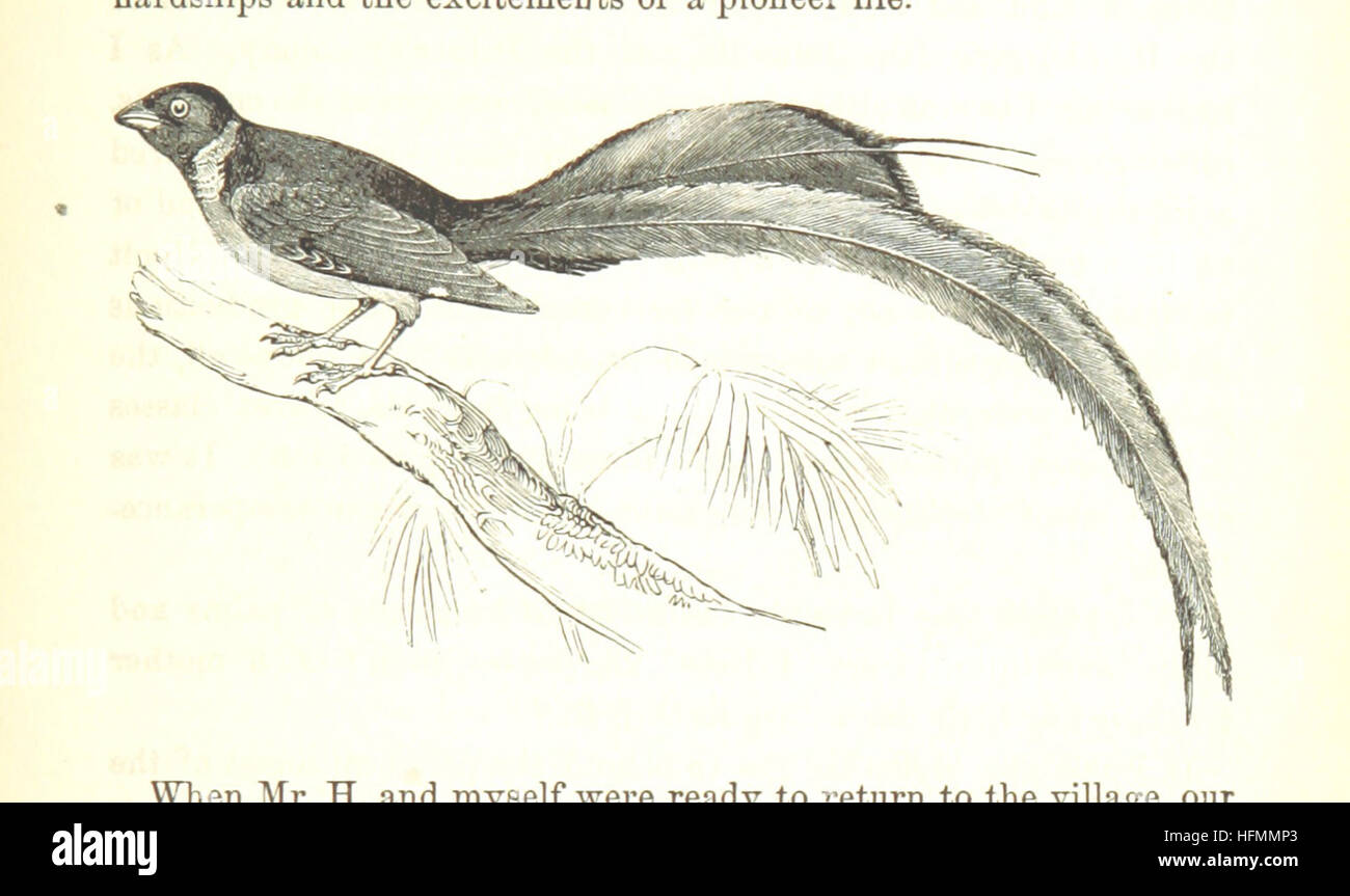 A detailed exploration of Brazil and its people through historical ...