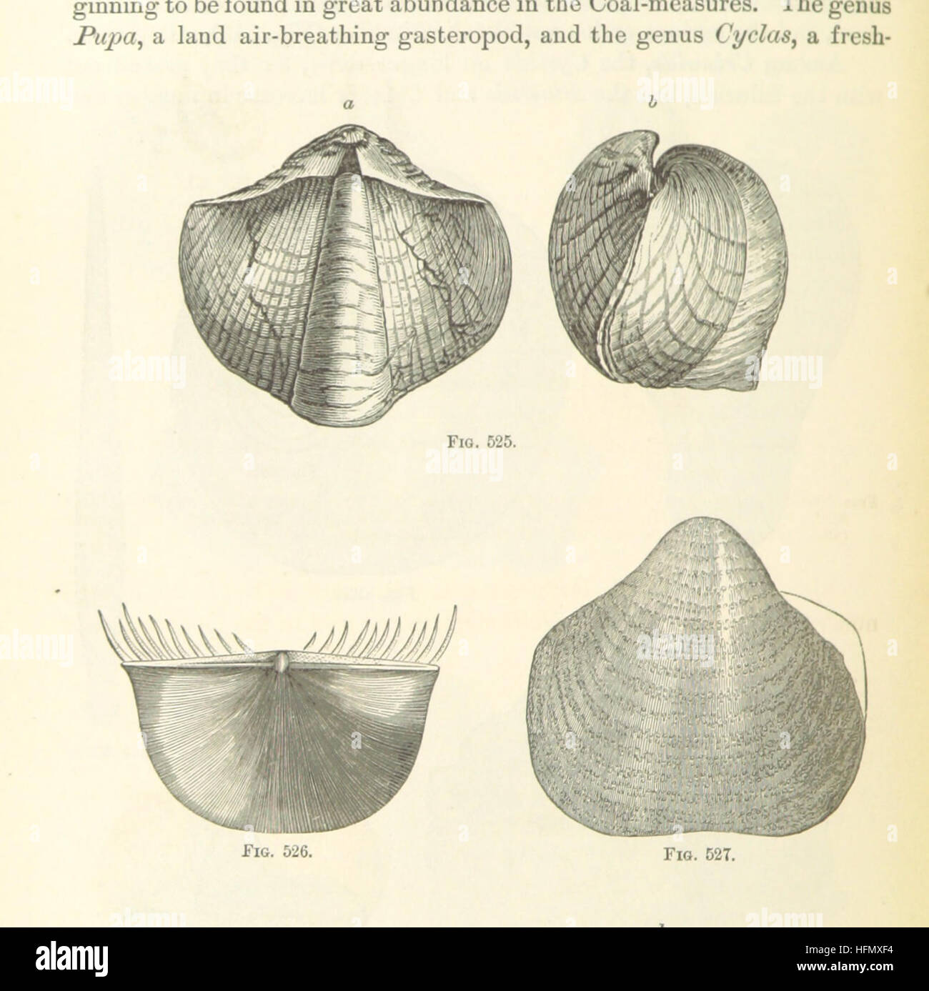 Image from 'Elements of Geology', a textbook detailing the principles ...