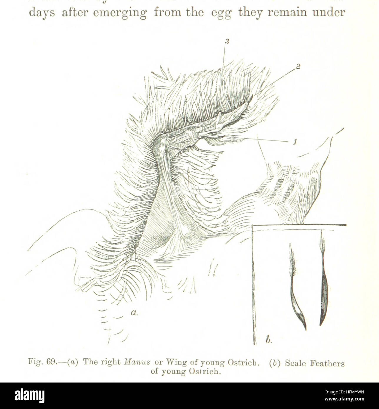 Image from 'The Kilima-njaro Expedition', documenting the scientific ...