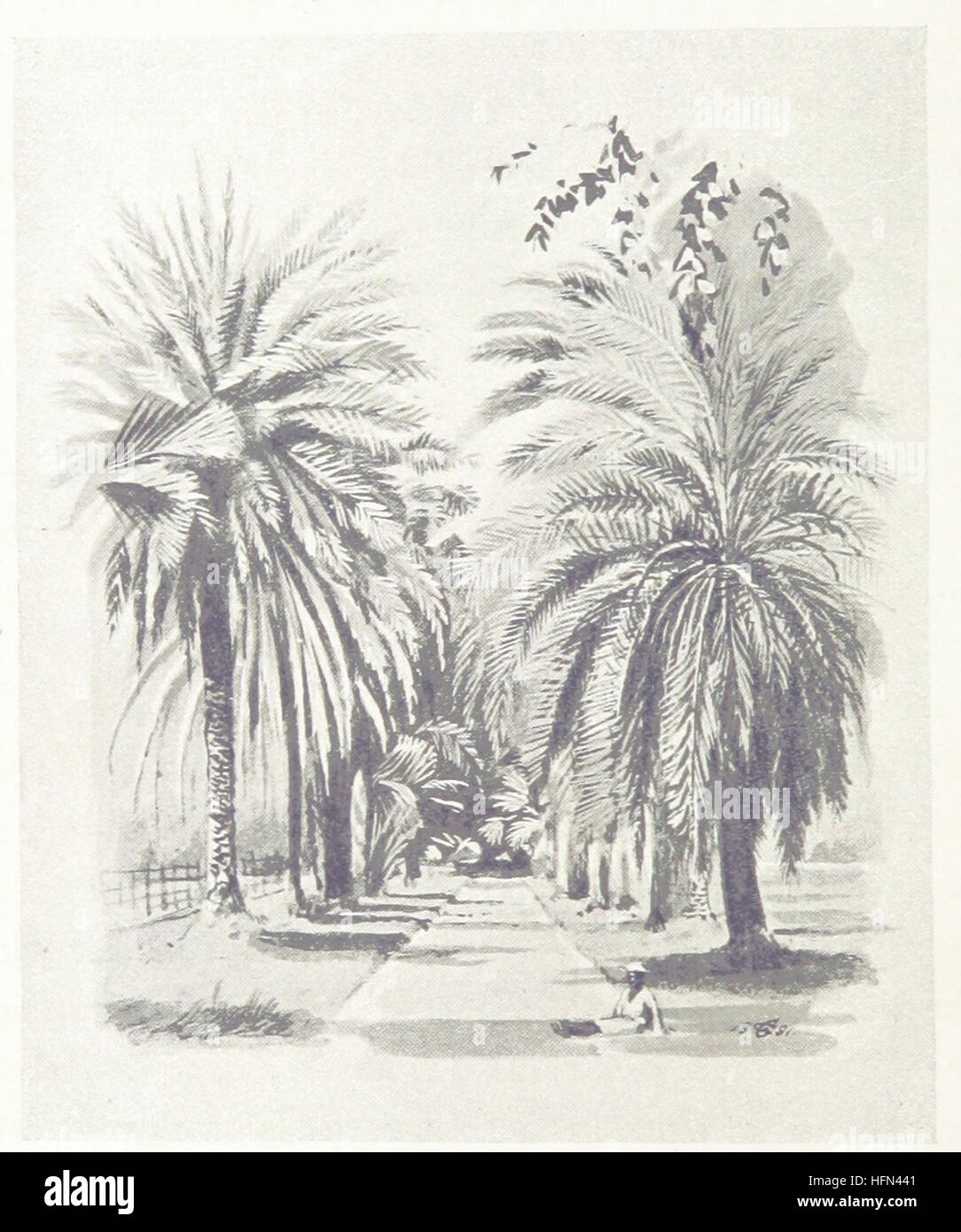 Image from page 44 of 'Travels and Adventures of an Orchid Hunter in ...
