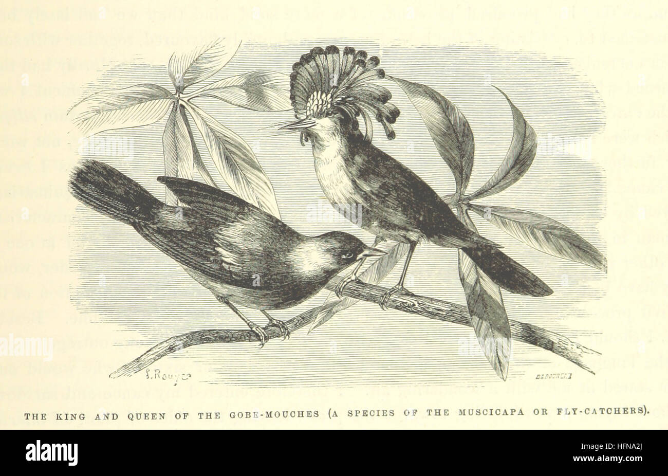 A detailed travelogue describing a journey across South America ...