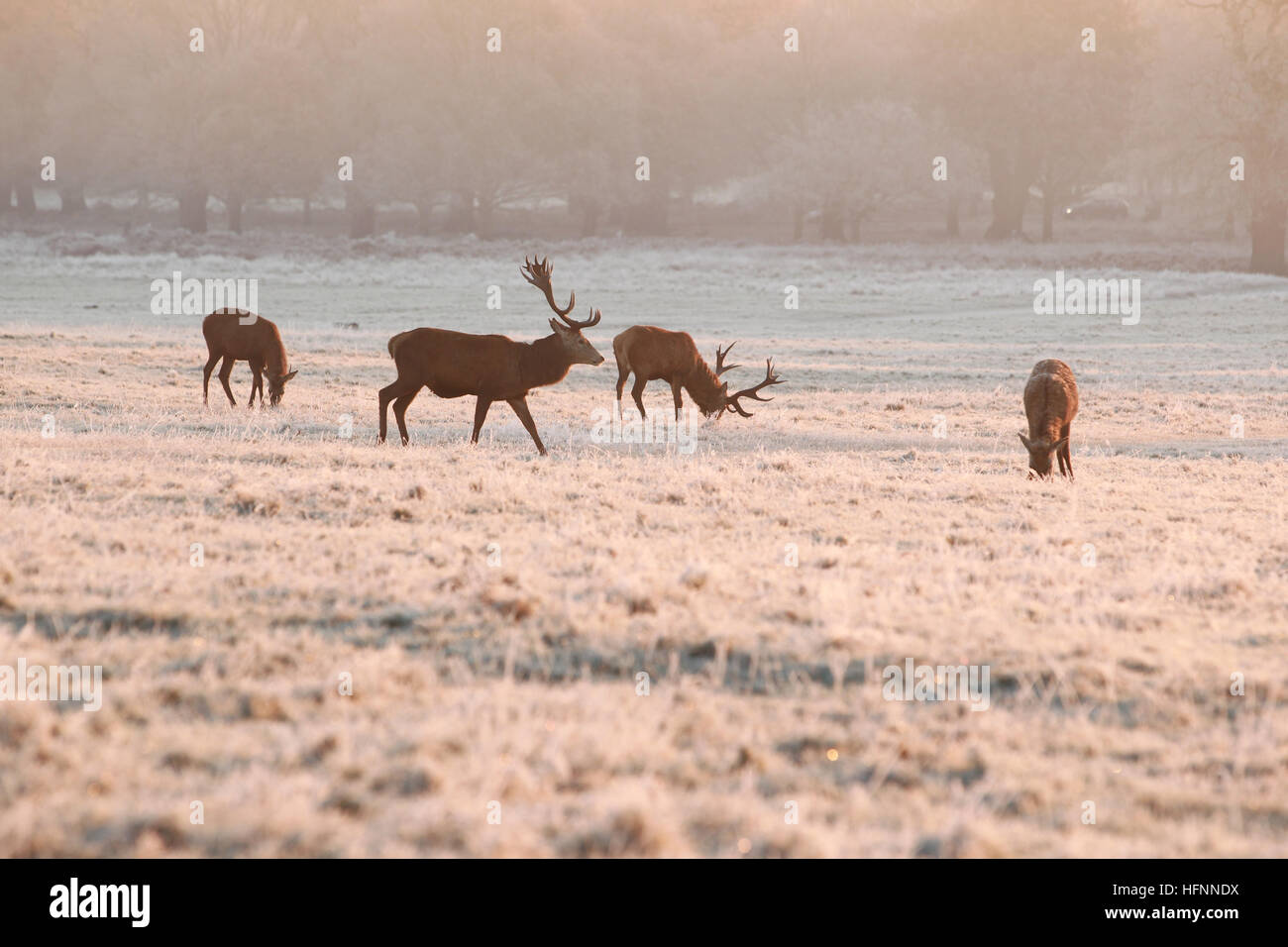 Photographers gather in their masses on the field in Richmond Park to ...