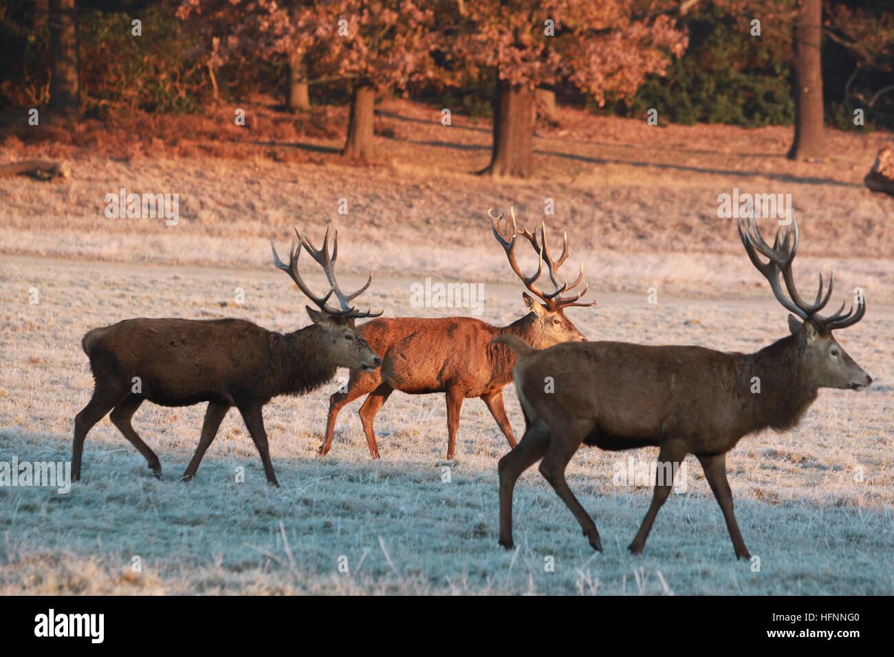 Photographers gather in their masses on the field in Richmond Park to ...