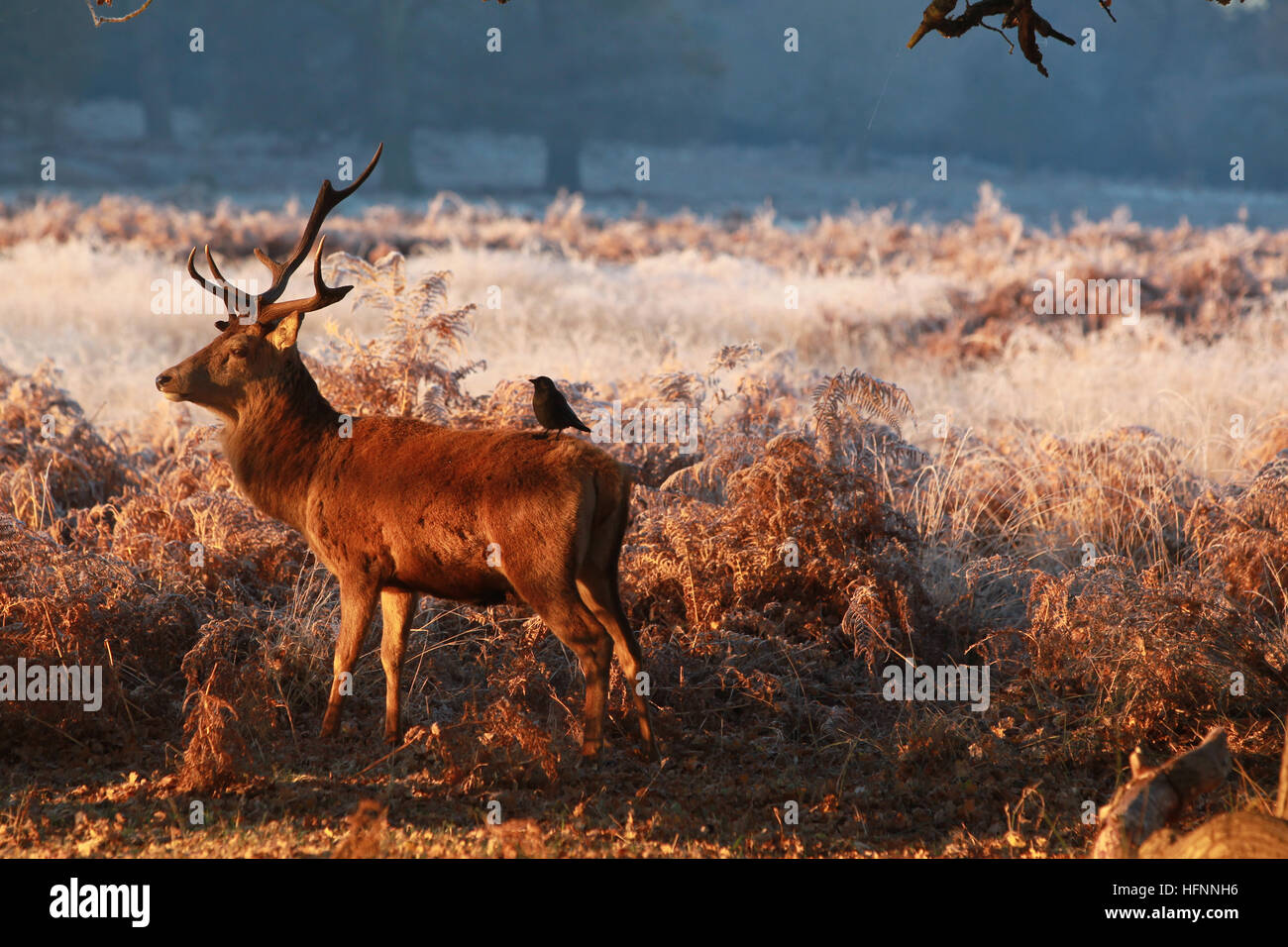 Photographers gather in their masses on the field in Richmond Park to ...