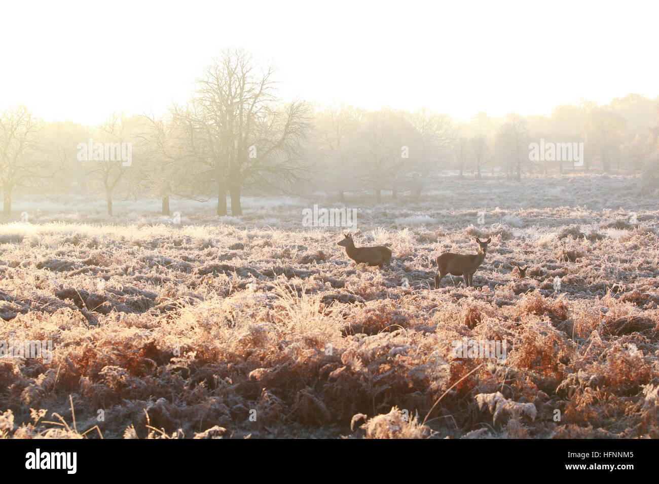 Photographers gather in their masses on the field in Richmond Park to ...