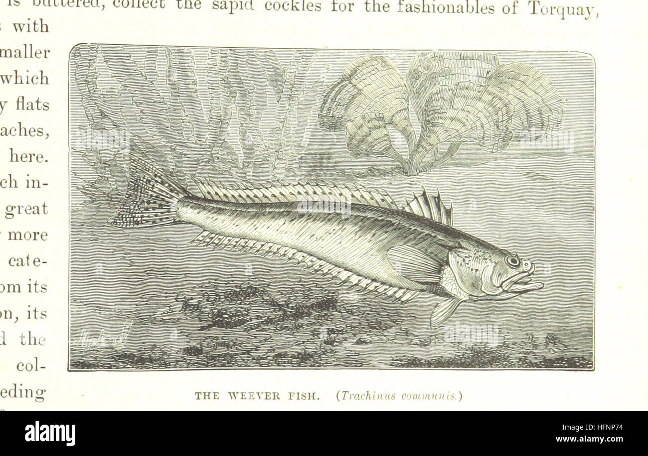 A captivating narrative detailing the adventures, dangers, and heroic ...