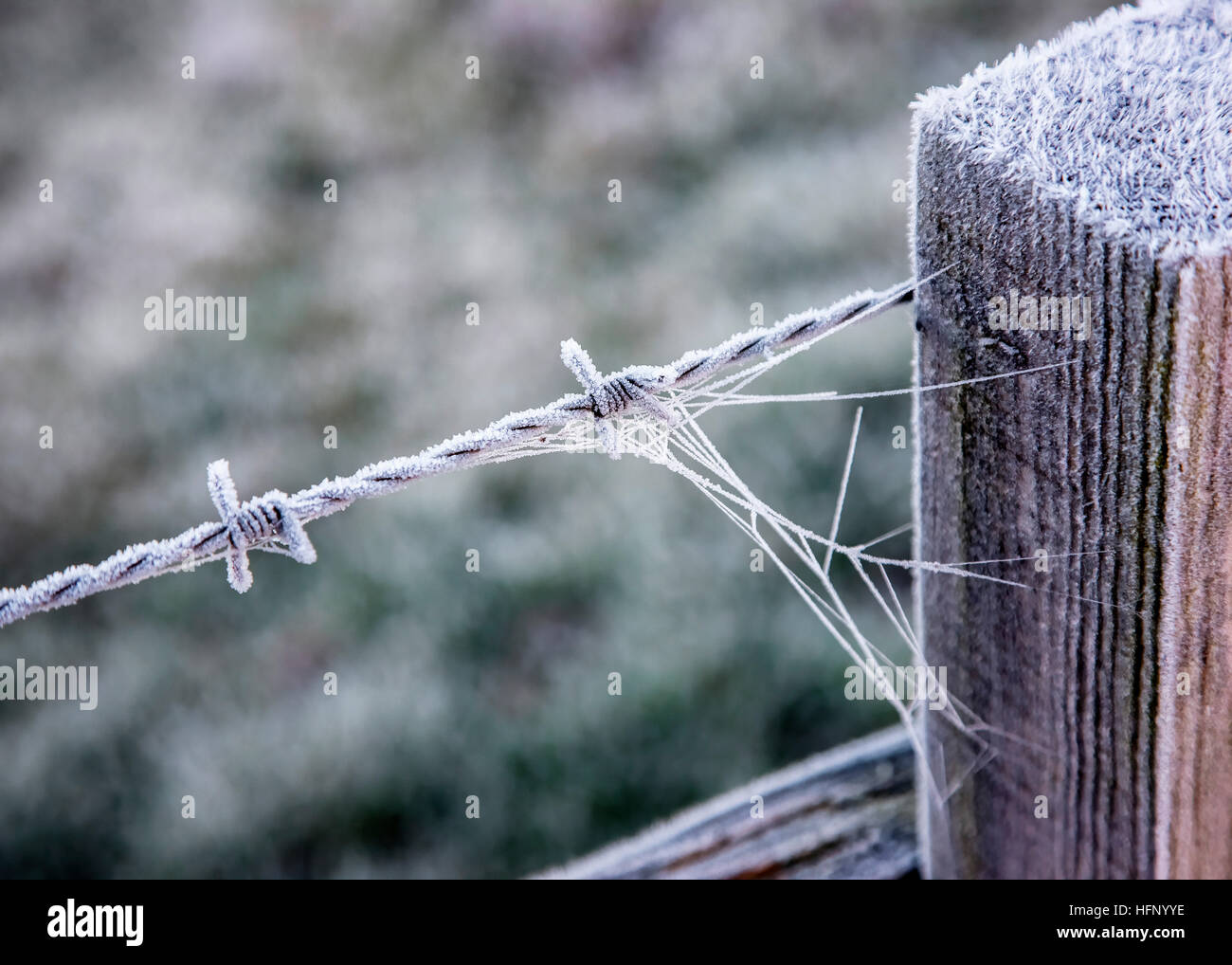 Frost covered cobwebs and barb barbed wire fence Stock Photo - Alamy