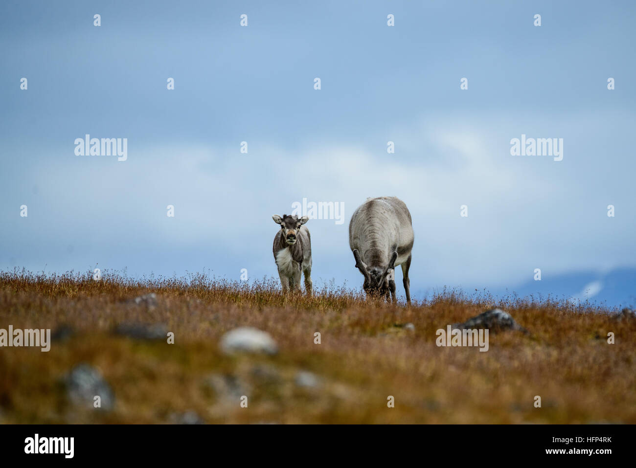Reindeer in Svalbard Stock Photo - Alamy