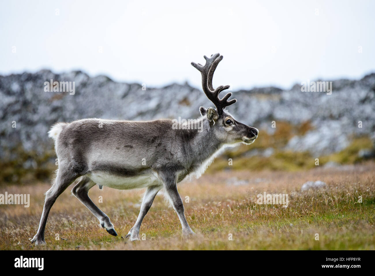 Reindeer in Svalbard Stock Photo - Alamy