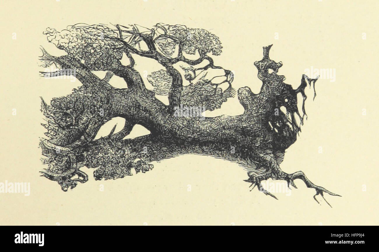 'Woodland Romances' is a collection of fables and fanciful stories set ...