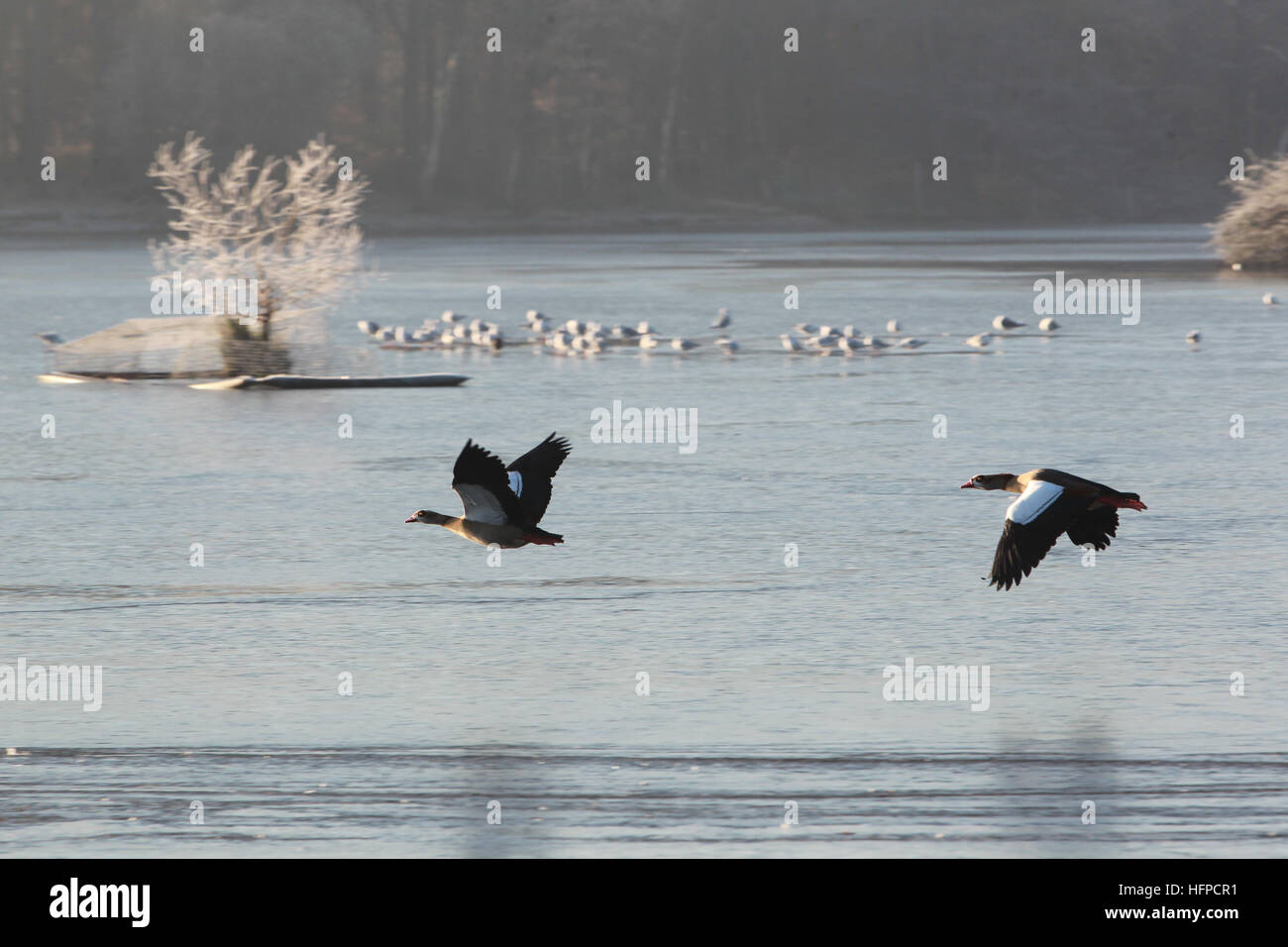Photographers gather in their masses on the field in Richmond Park to ...