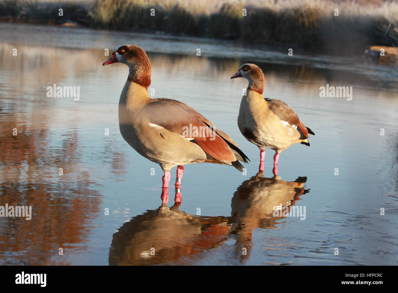 Photographers gather in their masses on the field in Richmond Park to ...