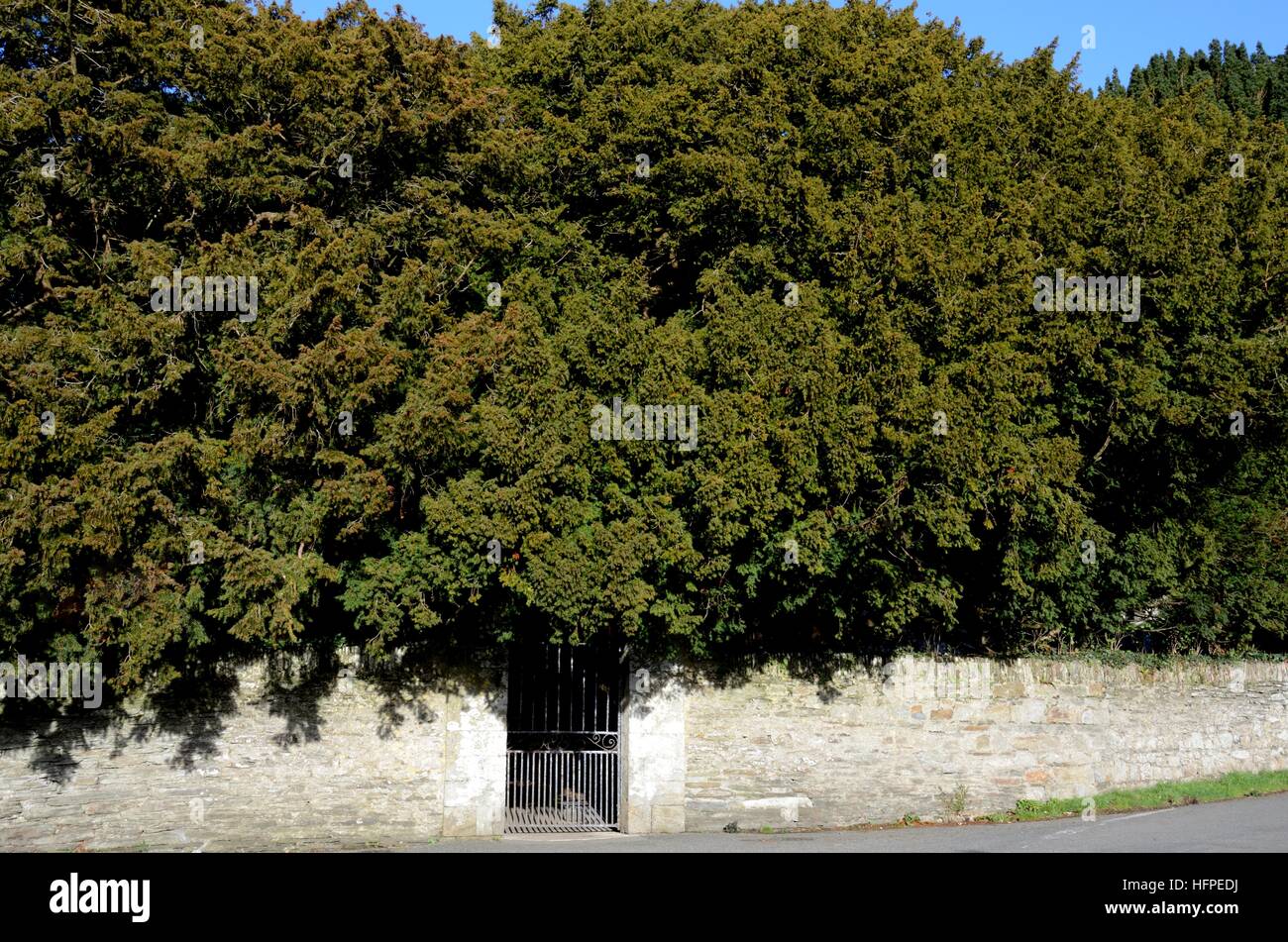 Yew tree trees Tacus bacata growing over the wall and gate of St ...