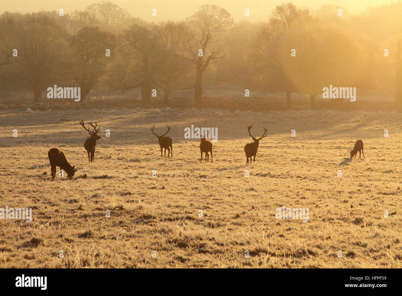 Photographers gather in their masses on the field in Richmond Park to ...