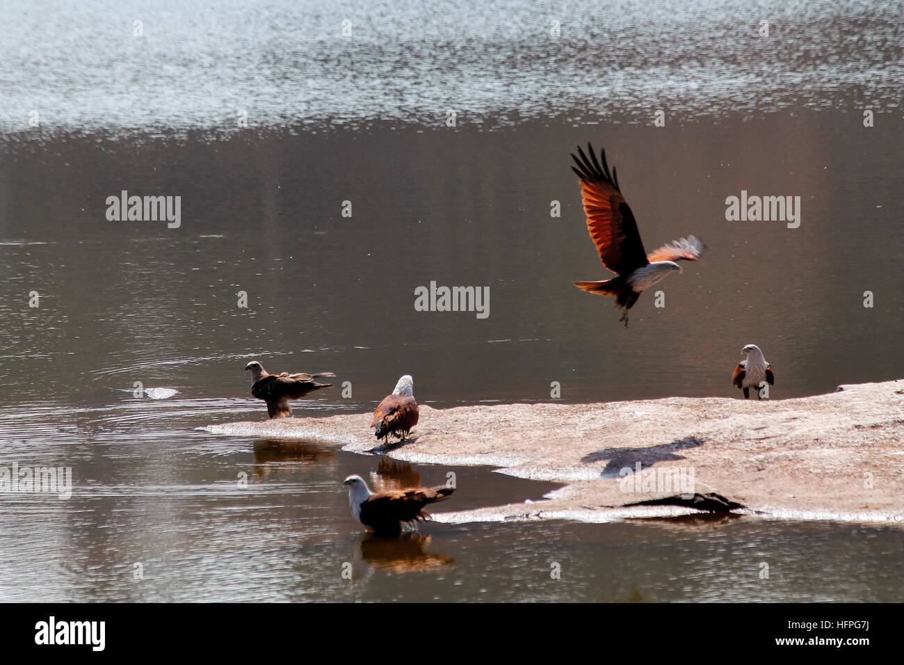 Wedge tailed eagle hunting hi-res stock photography and images - Alamy
